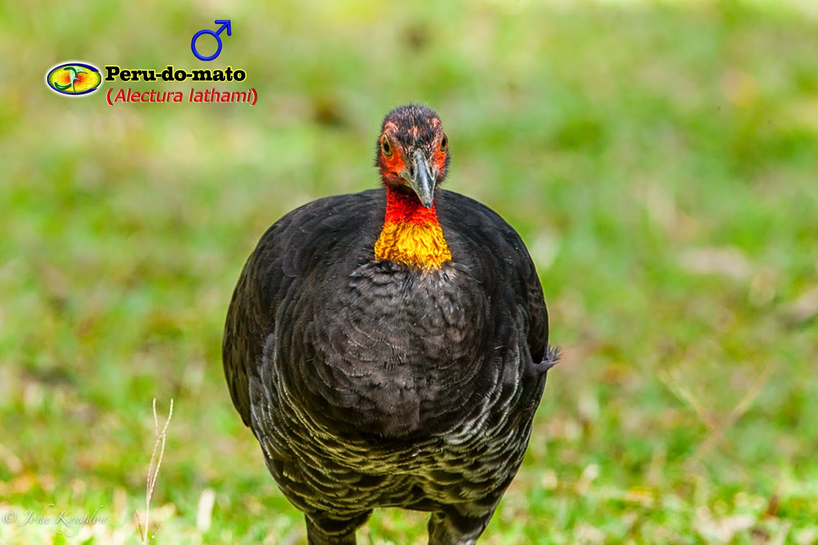 Zoologia: Peru-do-mato (Alectura lathami)